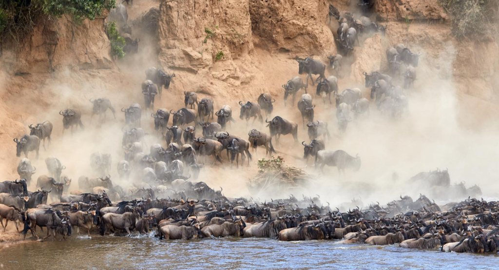 Africa’s Great Migration - White Star Travel